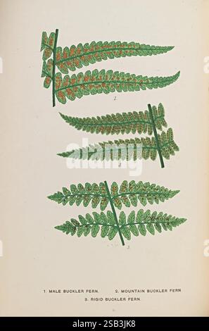British ferns, London, Gibbings, 1903, filices, Great Britain, ferns ...
