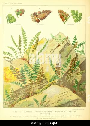European ferns, Petter, Galpin & Co, 1879-1881, Europe, ferns, botany ...