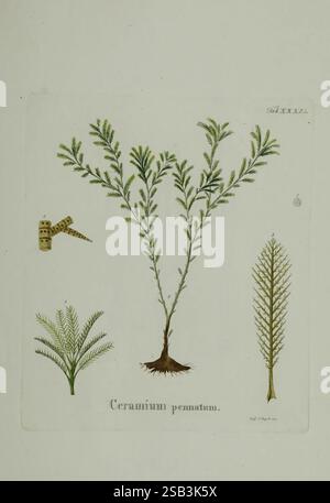 A close-up of botanical illustrations featuring detailed leaves and ...