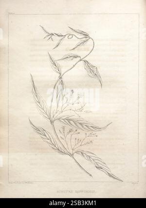 This botanical illustration from 1821 depicts the orchid species Vanda ...