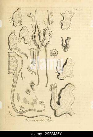Root systems of various different plants. Ivy (Hedera helix), at bottom ...