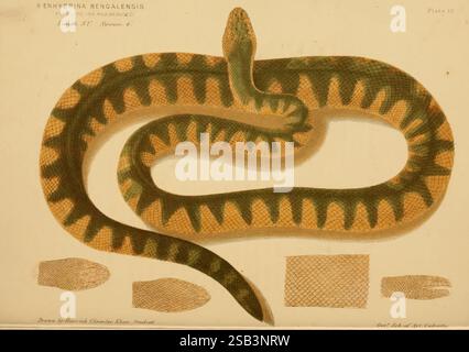 Tropical snake (suborder Serpentes Stock Photo - Alamy