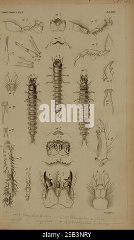 Illustration of the larva of Stenolophus teutonus, a species of ground ...