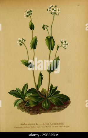 Arabis alpina, a plant species found in the Alpine region, featured in ...