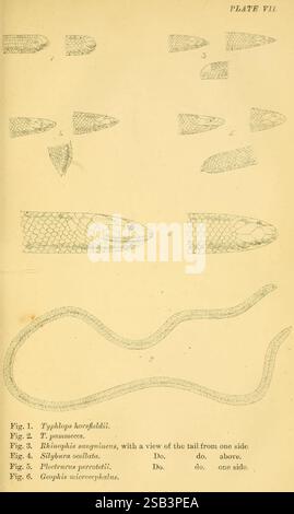 Indian snakes, Madras, Higginbotham, 1874, China, India, Snakes, South ...