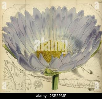 The 'Nymphaea flower diagram' is a botanical illustration showing the ...