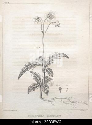This botanical illustration from 1821 depicts the orchid species Vanda ...