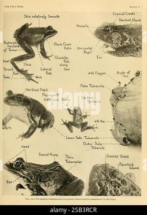The frog book, New York,1907, amphibians, North America, toads ...