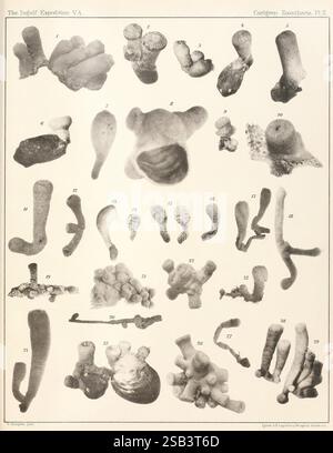 The Danish Ingolf-Expedition was a scientific research mission ...