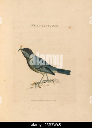 Colorful great tit (Parus major) perched on a tree trunk, photographed ...