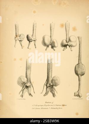 This comprehensive reference work on anatomy and physiology discusses ...