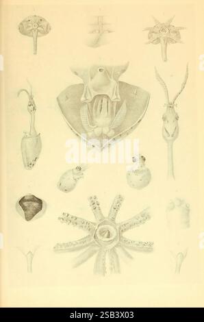The Cephalopod Atlas, 1975, Cephalopoda, Brachioteuthis picta, The ...