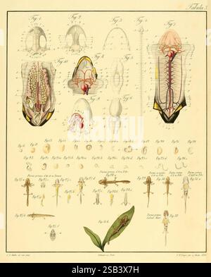 De Salamandrae Terrestris Vita, Berolini, Sumptibus Dunckeri Et ...