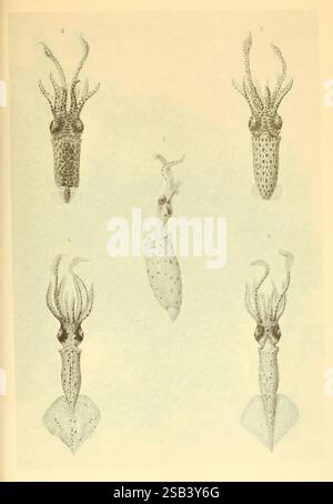 The Cephalopod Atlas, 1975, Cephalopoda, Brachioteuthis picta, The ...