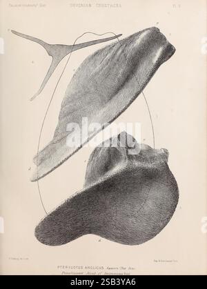 A monograph of the British fossil Crustacea, London, Printed for the ...