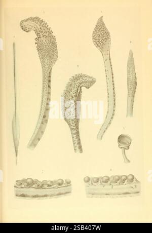 The Cephalopod Atlas, 1975, Cephalopoda, Brachioteuthis picta, The ...