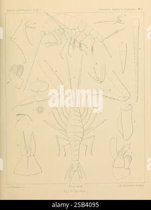 The 1887 monograph on Amphipoda Hyperiidea provides a detailed study of ...