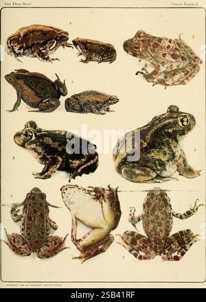 The frog book, New York,1907, Amphibians, Frogs, North America, Toads ...