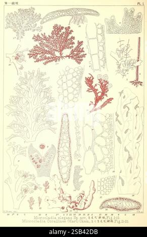 Icones of Japanese algae, Tokyo, Kazamashobo 1907-1942, algae, botany ...