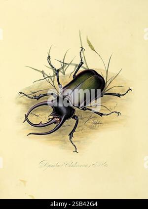 The Hercules beetle, Dynastes hercules, is one of the largest beetles ...