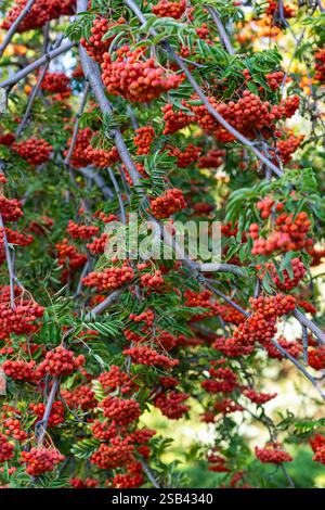 Rowan berries on tree branches with yellow leaves in autumn Stock Photo ...
