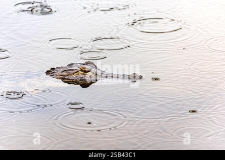 Alligator enjoying a swim while looking for a meal Stock Photo - Alamy
