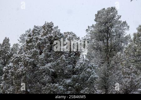Scenery of snowy pine trees and evergreens in Payson, Arizona Stock ...