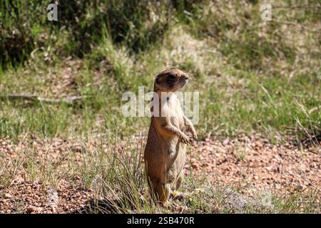 A female groundhog at Bryce Canyon National Park in Bryce City Utah ...