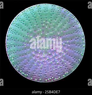 Diatom frustules. Coloured scanning electron micrograph of the remains ...
