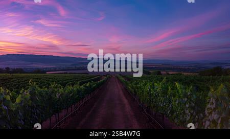 A soothing twilight scene unfolds over sprawling vineyards, where rows ...