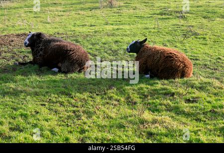 Balwen welsh mountain sheep, Kelston Mill near Bath, North Somerset ...