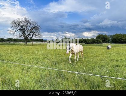 A cute horse and a herd of sheep grazing grass at a farm on a sunny day ...
