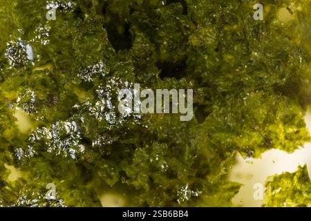 fried green algae, natural green algae that are used to prepare ...