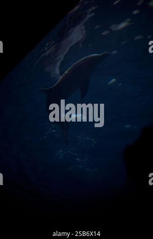 Dolphin swimming and splashing above the water in an aquarium tank ...