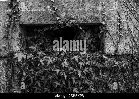 Ivy reclaiming a World War 2 concrete bunker situated on the River Lyd ...