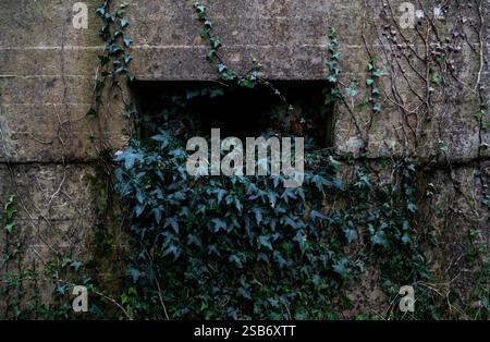 Ivy reclaiming a World War 2 concrete bunker situated on the River Lyd ...