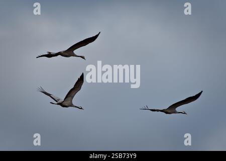 Common crane (Grus grus) big flock flying over wind turbine, Hesse ...