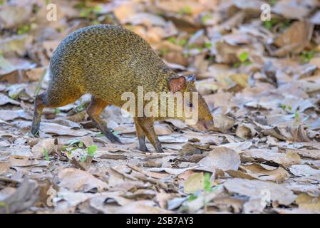 Azara's agouti (Dasyprocta azarae) from Pantanal, Brazil Stock Photo ...