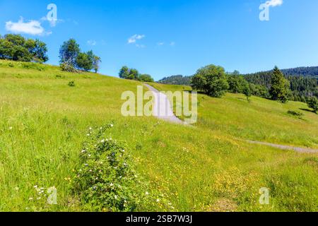 Cycling road from Lapszanka Pass to Osturnia in Tatra Mountains on ...