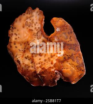 Carnelian tube agate from Sweet Home, Oregon Stock Photo - Alamy