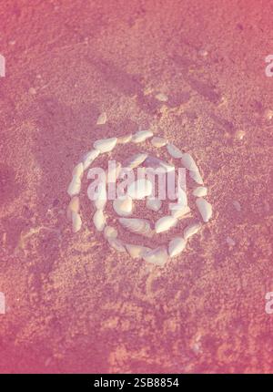 Shells laid out in a spiral lie on the sand Stock Photo - Alamy