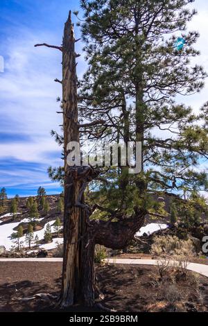 large split in the trunk of a tree Stock Photo - Alamy