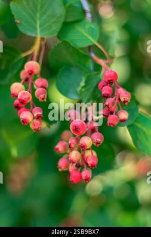 Ripe barberry berries on bush branches in autumn Stock Photo - Alamy