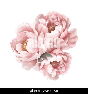 Peony bouquet floral botanical flowers. Wild spring leaf wildflower ...