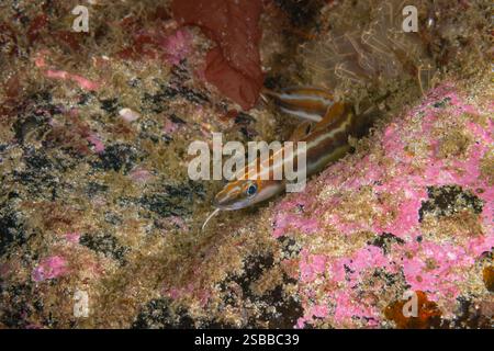 colourful juvenile ling photographed offshore from kinlochbervie ...