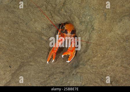 Scampi 30 metres down on the seafloor of Loch Fyne, Scotland. These ...