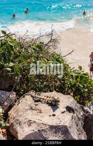 Small green palm tree surrounded with bright blooming flowers growing ...