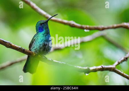 Costa Rica, Monteverde. Lesser violetear aka Green violetear ...