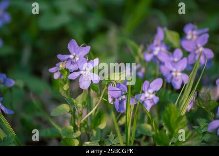 Viola reichenbachiana. Common Violet. Small purple flowers in forest at ...