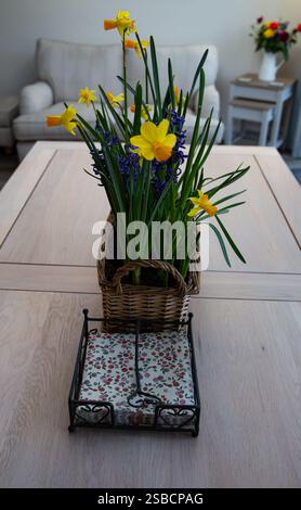 Daffodils in a basket on a table in the garden Stock Photo - Alamy